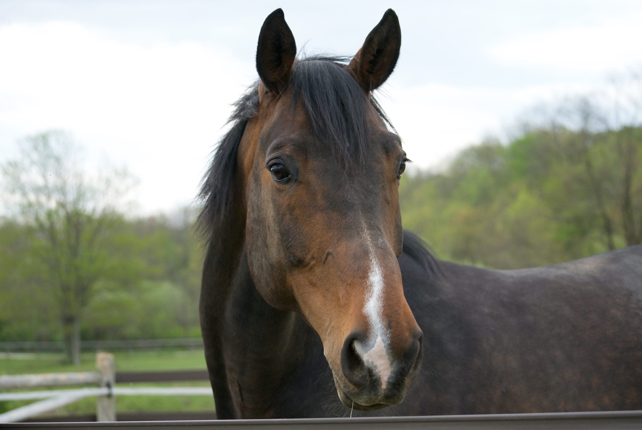 Check out new content - Fieldstone Farm Therapeutic Riding Center