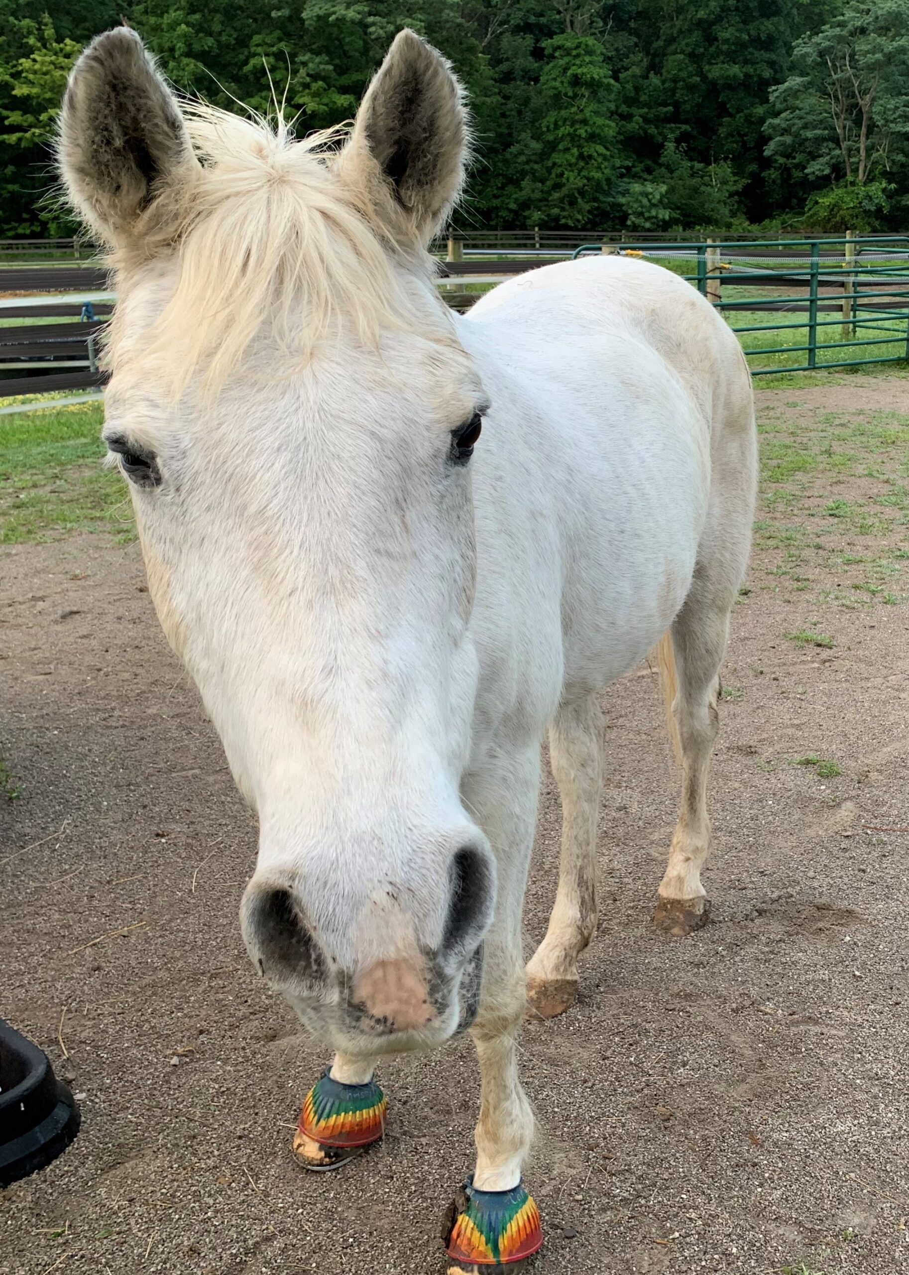 Chrissy wins Therapy Horse of the Year! - Fieldstone Farm Therapeutic ...