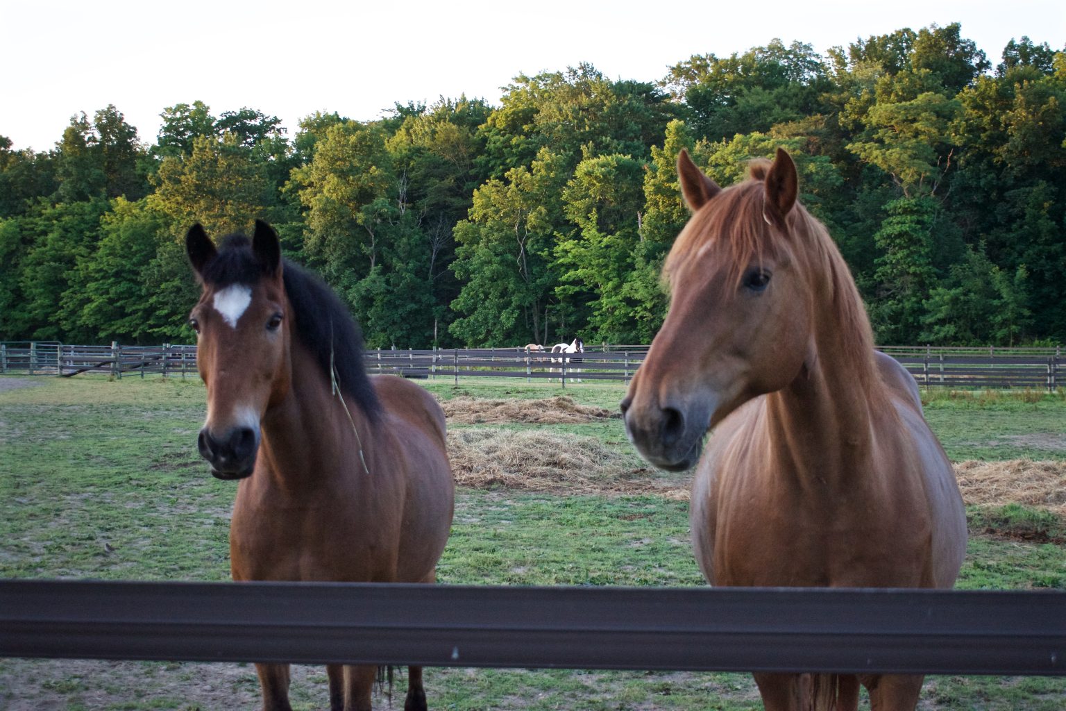 Ranger - Fieldstone Farm Therapeutic Riding Center