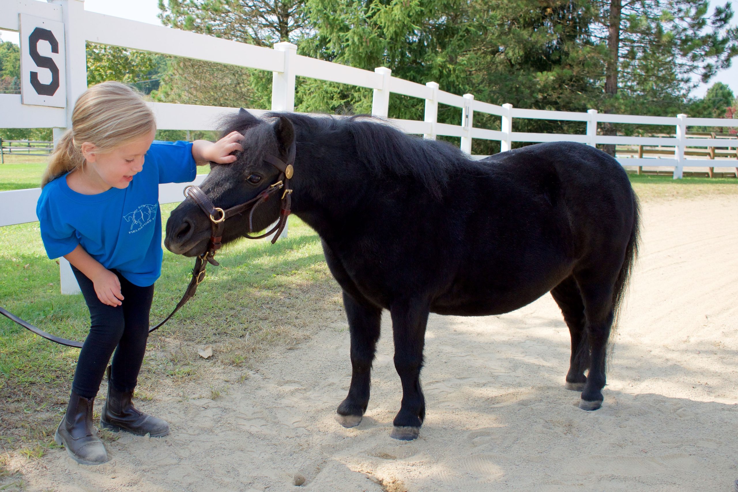 Miniature Horses Needed - Fieldstone Farm Therapeutic Riding Center