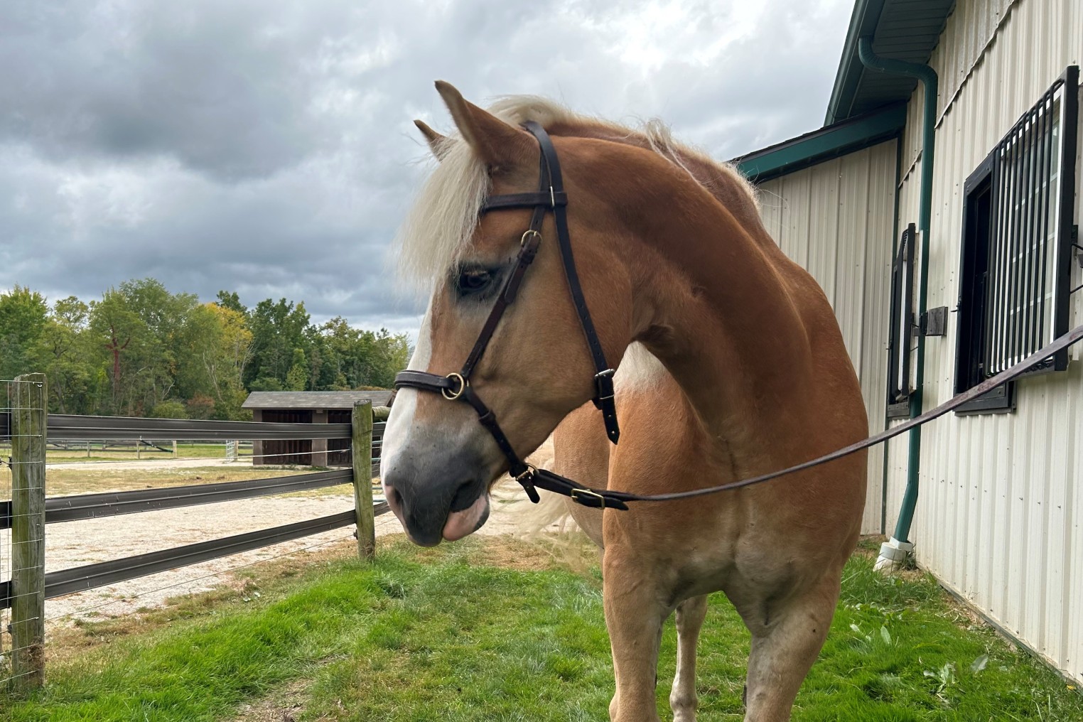 Stardust - Fieldstone Farm Therapeutic Riding Center