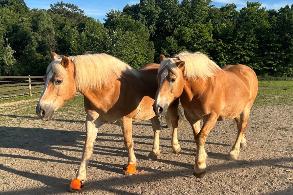 Our Team - Fieldstone Farm Therapeutic Riding Center