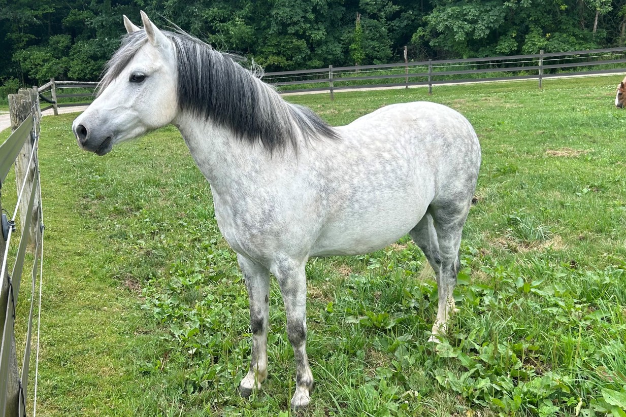 Julius - Fieldstone Farm Therapeutic Riding Center