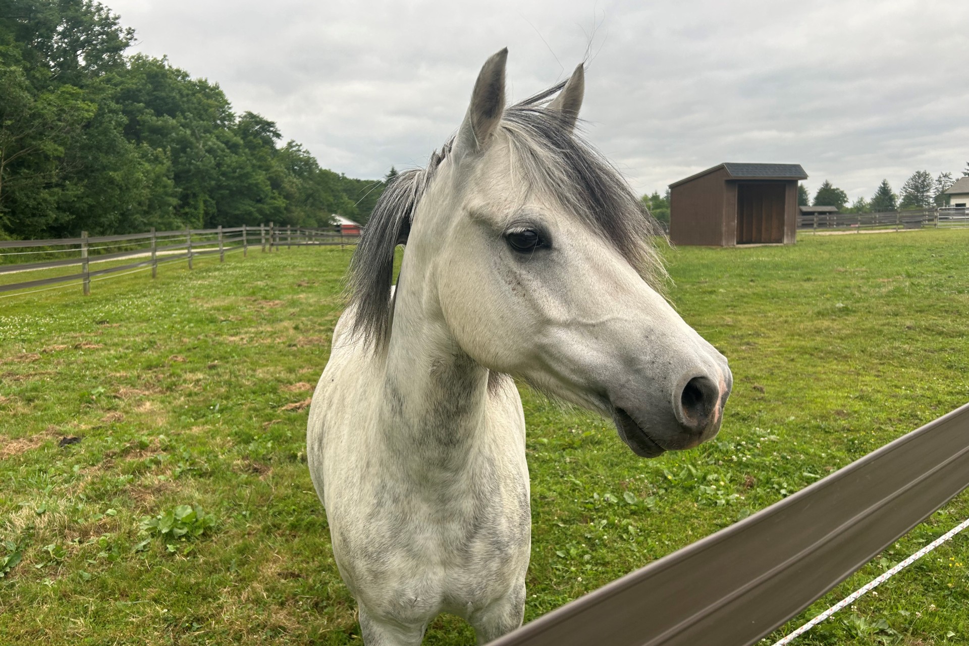 Julius - Fieldstone Farm Therapeutic Riding Center
